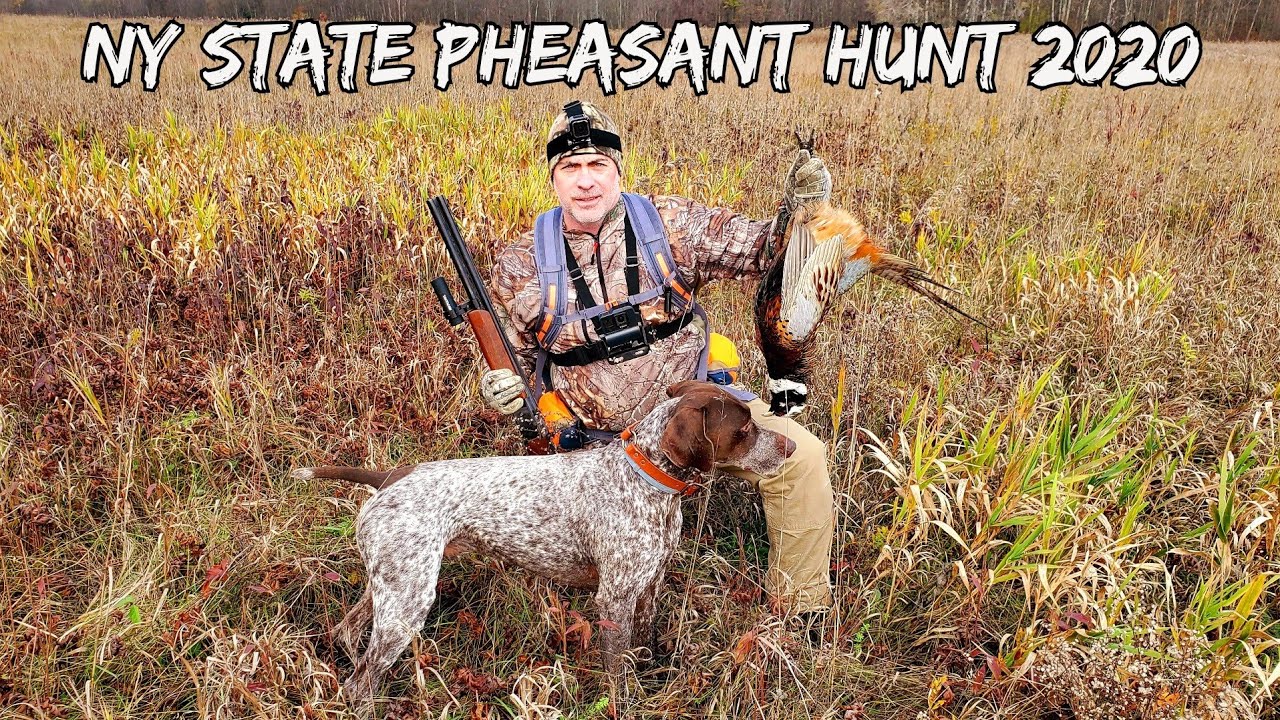 NY Public Land Pheasant Hunt 2020 || 2 Bird Limit Each - YouTube