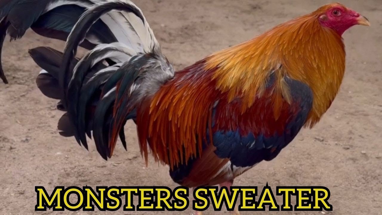 Monsters Sweater Ruble Hatch Cardinal Kelso | Grey Rock Farm Owner ...