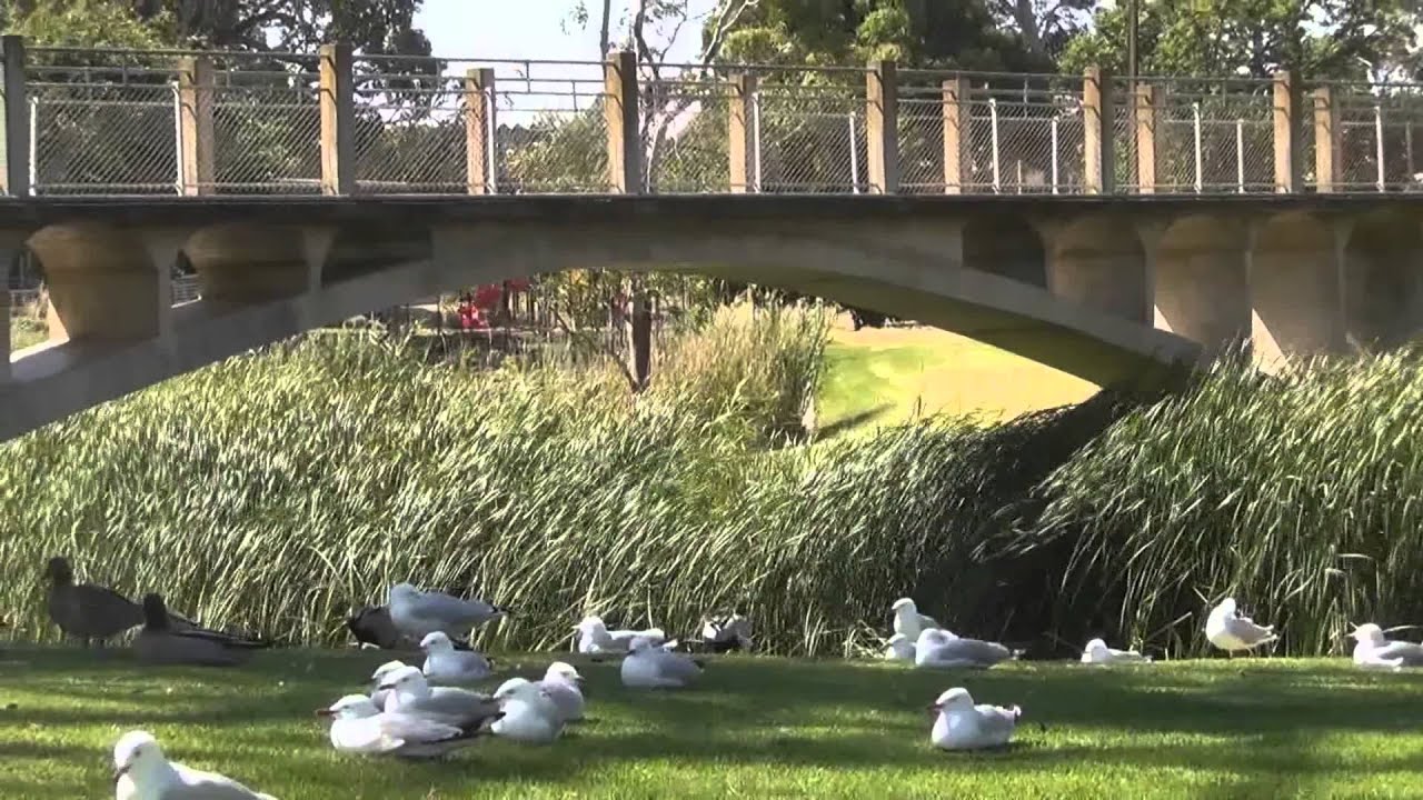 Strathalbyn - Angus River Nature Walk - YouTube