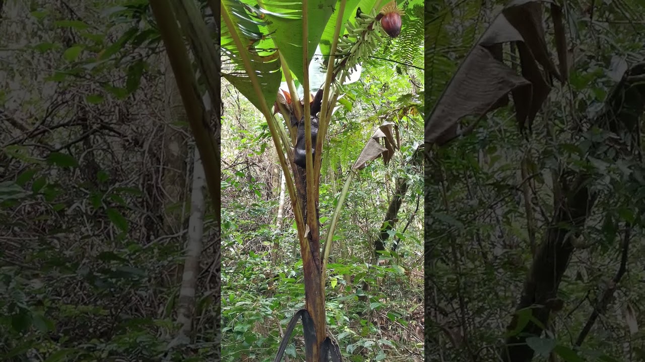Zingiberales. Musaceae. Musa borneensis. Borneo. - YouTube