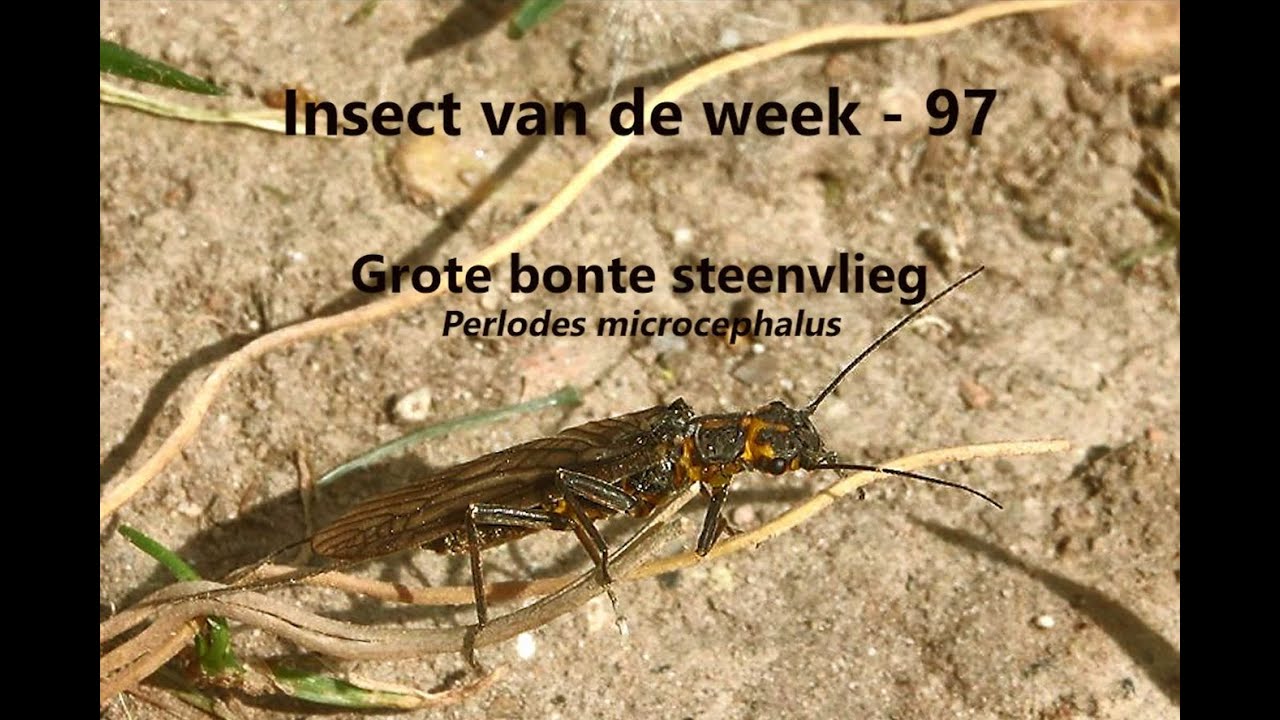 Insect van de Week 97: Grote bonte steenvlieg - YouTube
