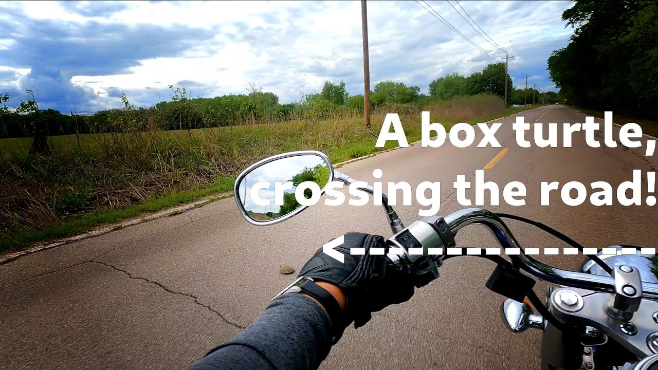 A box turtle, crossing the road! - YouTube