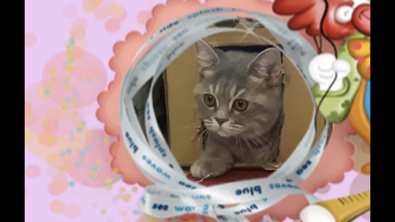 #qqcatdiary#cattus#conmèo#猫#catThis is Mr. QQ cat, and its family, the ...