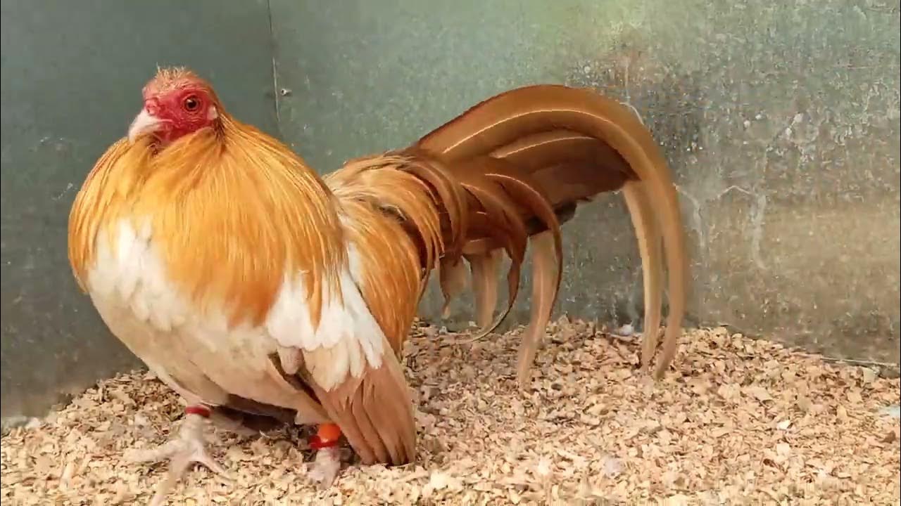 criadero las margaritas 🐣🐓 temporada 2024 Golden - YouTube