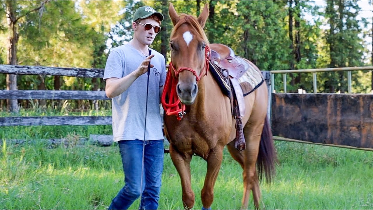 How To Lead A Horse The RIGHT way! (Like A PRO!) Fix Horse dragging you ...