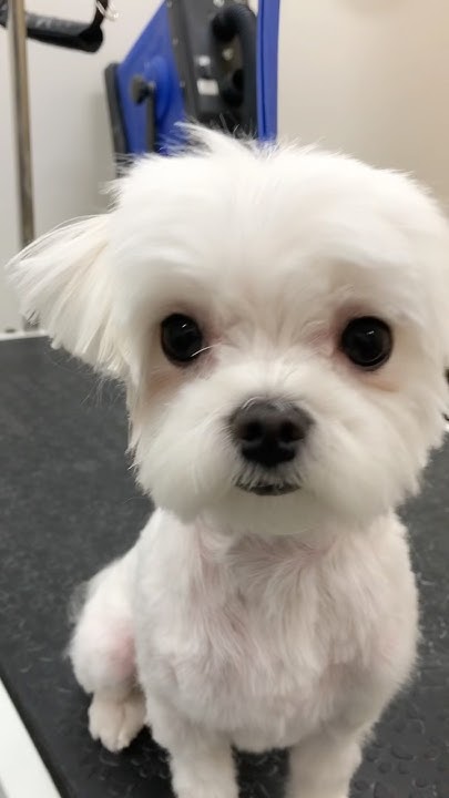 Adorable Maltipoo: Before and After 😍 #maltese #dog #groomed # ...