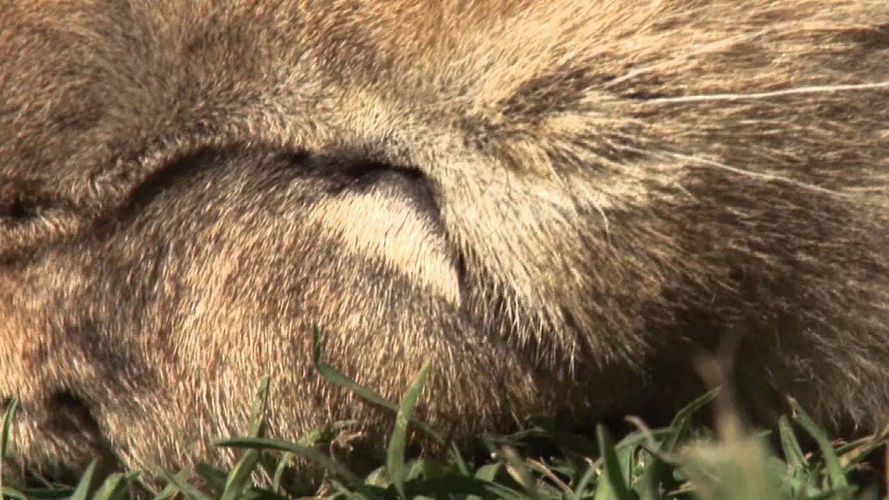 Lion Farm visit in South Africa - YouTube