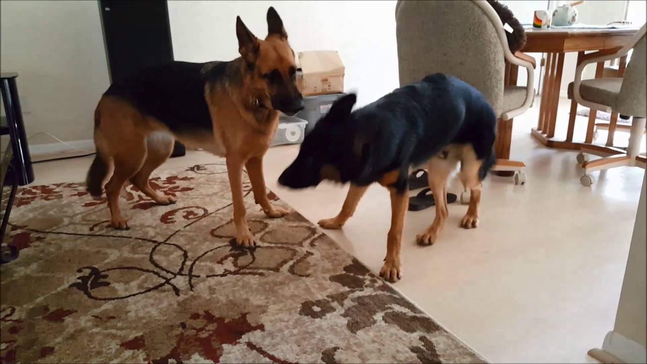 Two German Shepherd Dogs - Puppy Play! - YouTube