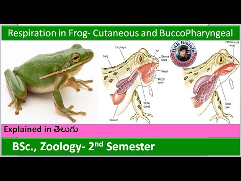 Respiration in Frog | Respiratory system in Frogs | Cutaneous and ...