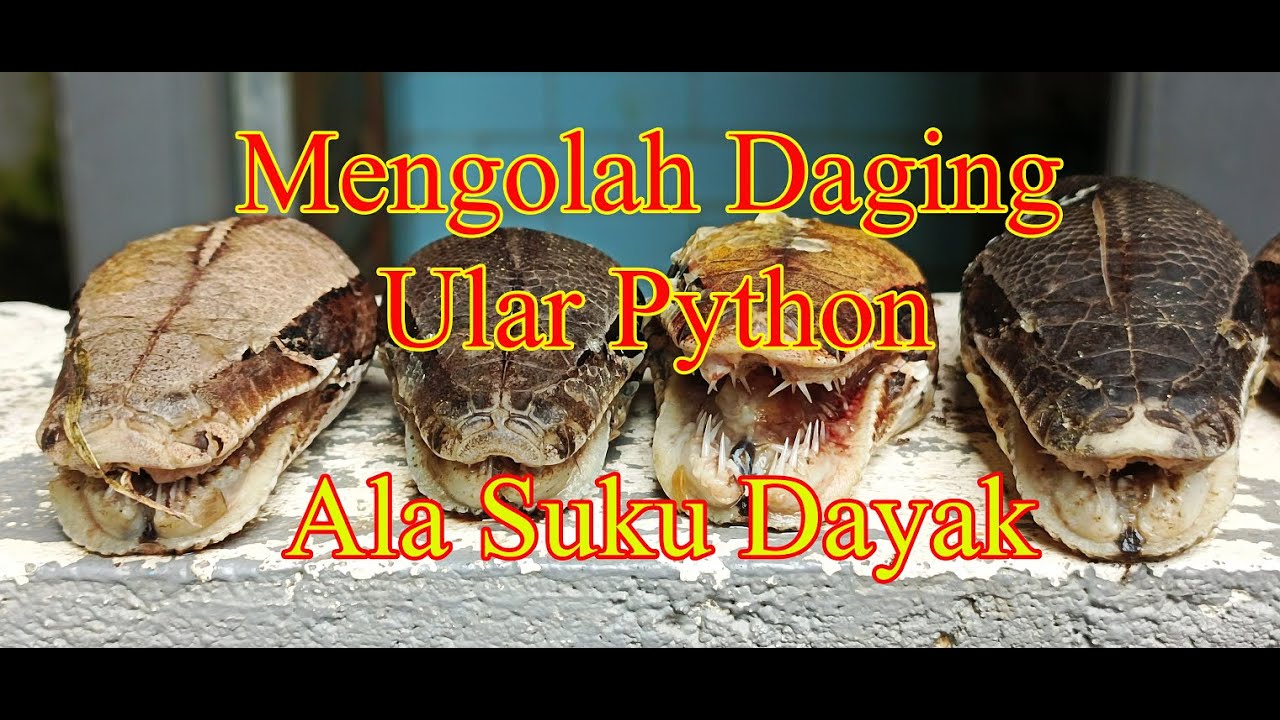 Mengolah daging ular ripong ala orang Dayak Borneo - YouTube