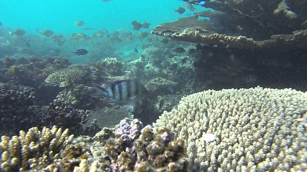 Freedive Spearfishing - YouTube