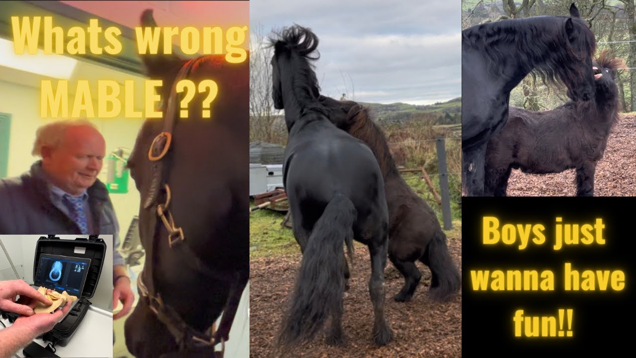 An UNUSUAL diagnosis for Mable (Peppa Pig) 😢. LITTLE & LARGE just wanna ...