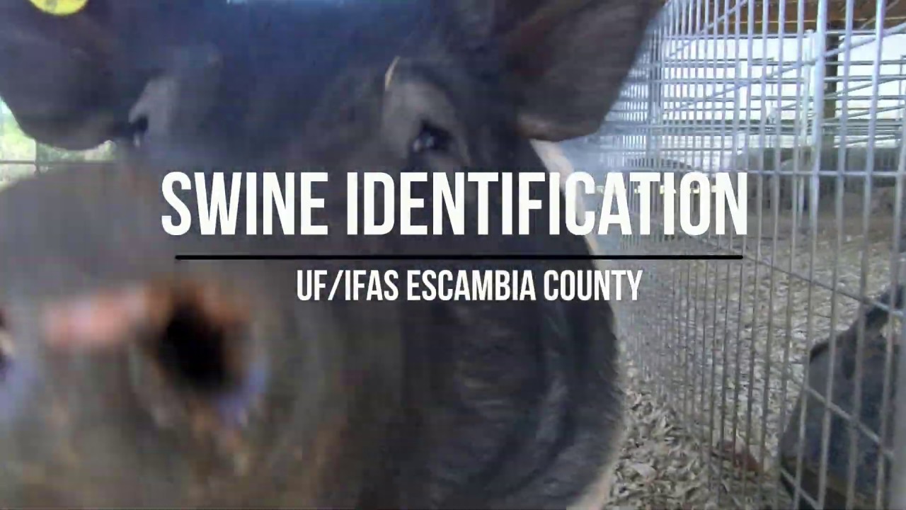 Swine Identification Requirements in Florida - YouTube