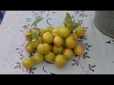 Bu alca agız sulandırır! Kilosu 300 manat olacaq!