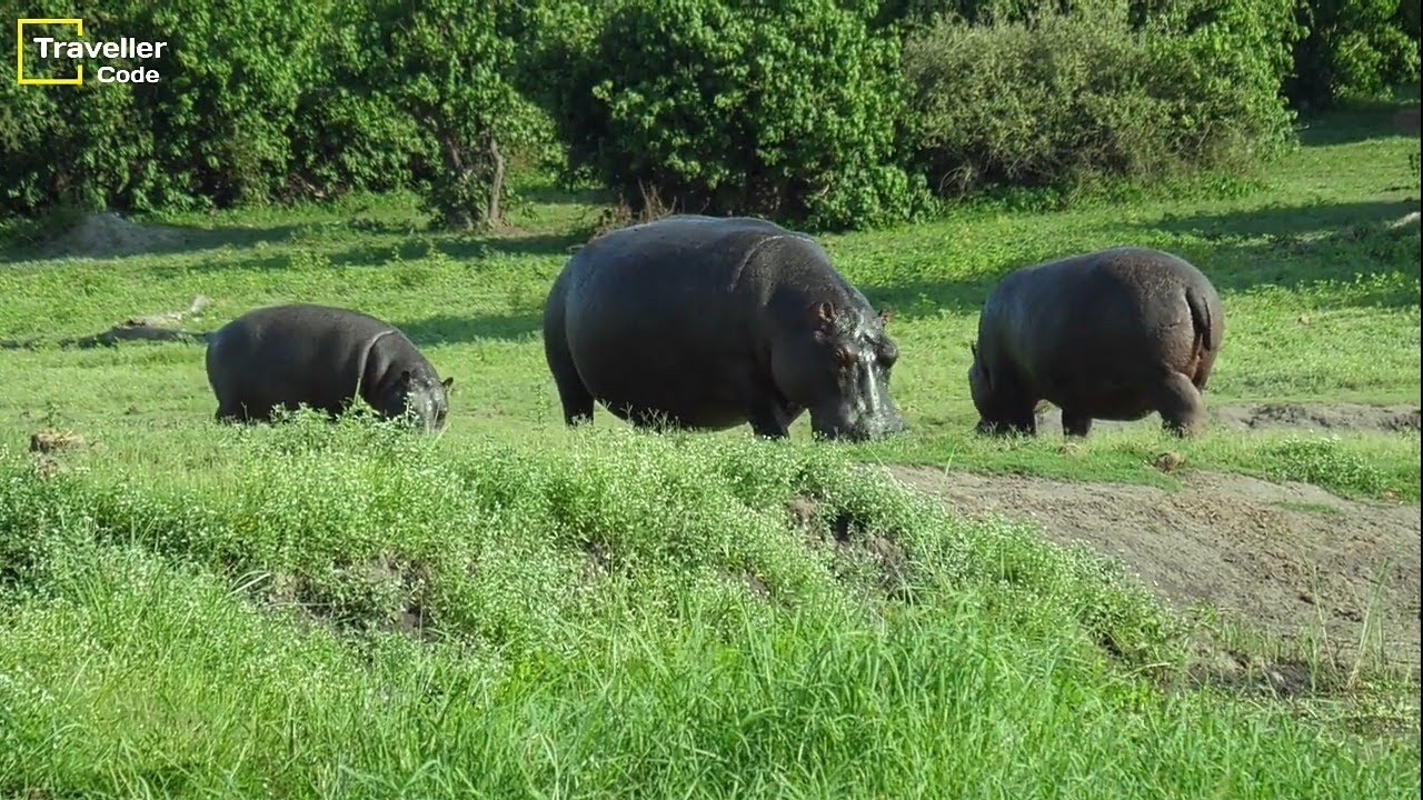 Hippo family with their baby eating grass near the river - Hippopotamus ...