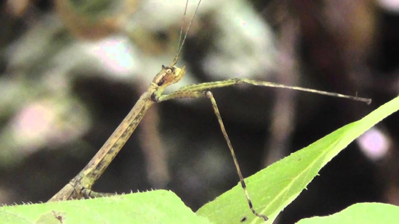 🐝 Walking Stick Insect - Real Japan Monsters - YouTube