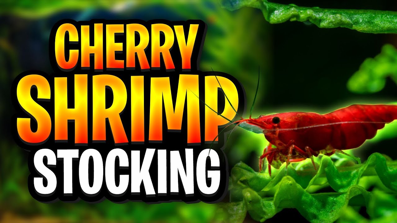 Cherry Shrimp Stocking Tips: How To Start And Grow A Thriving Shrimp ...