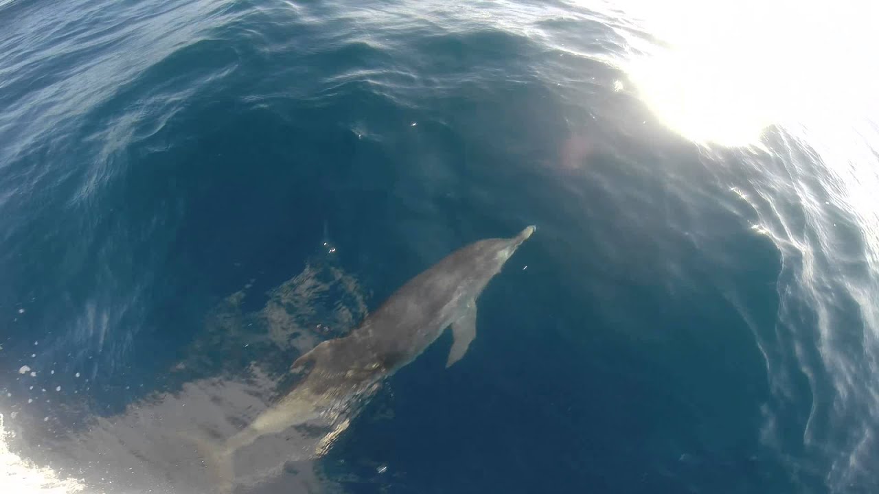 Lizzy Belle Dolphins 1 - YouTube