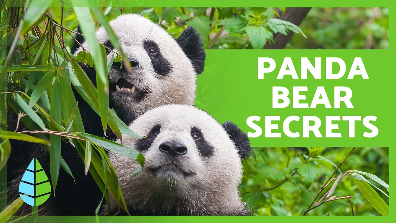 PANDA BEAR FACTS 🐼 10 Things You Didn't Know - YouTube