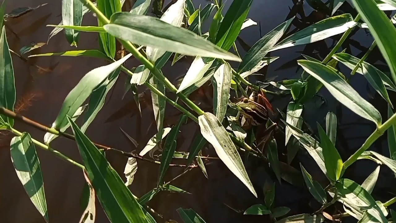 found a cat while hunting frogs - YouTube