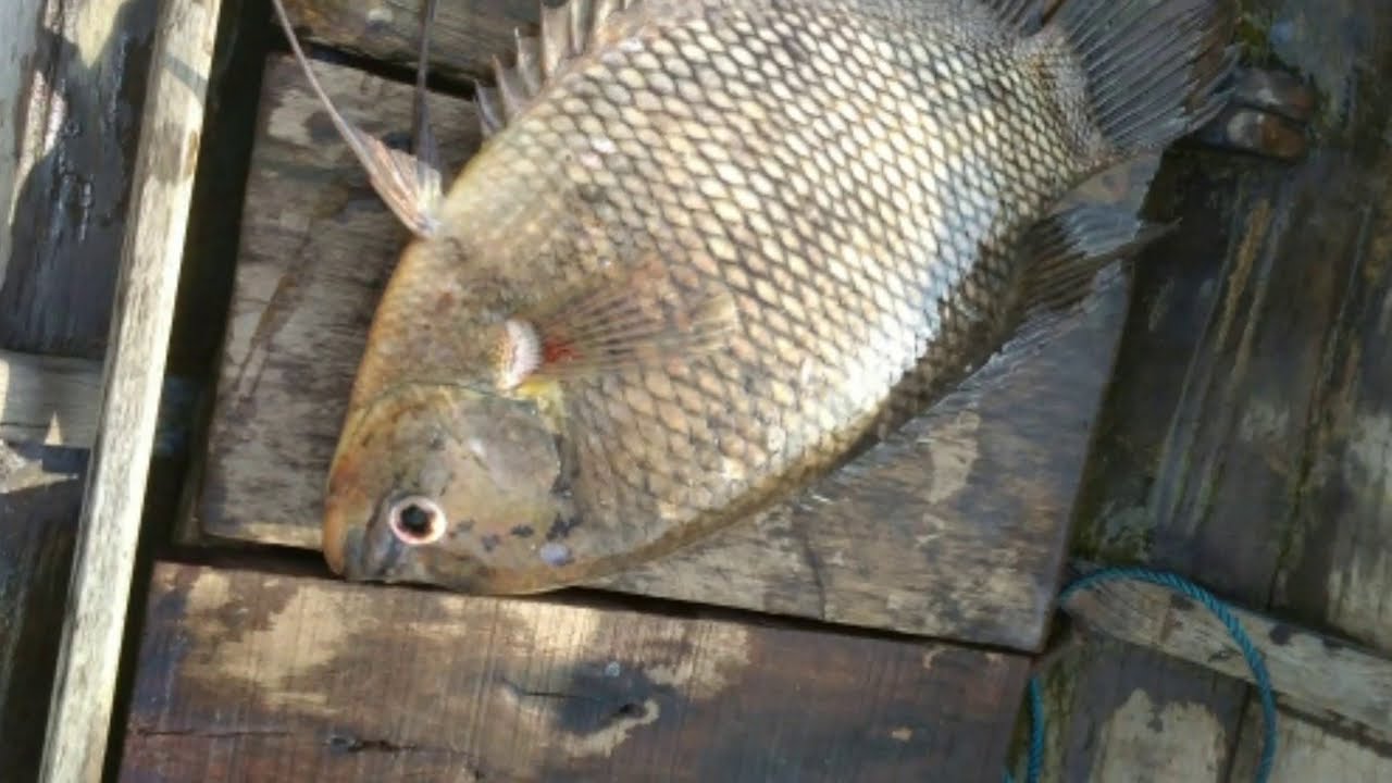 Tips... Begini Ciri Ikan Kaloi atau Ikan Gurami Kalimantan - YouTube