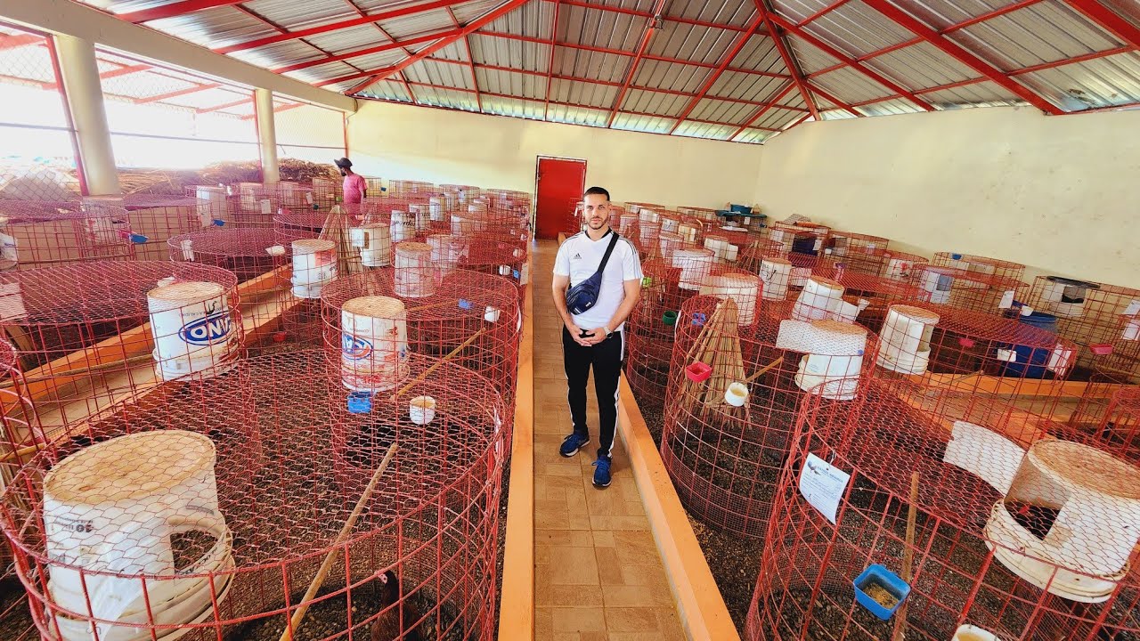 Turismo Gallistico Con Antonio desde Francia Visitando a Daniel adames ...