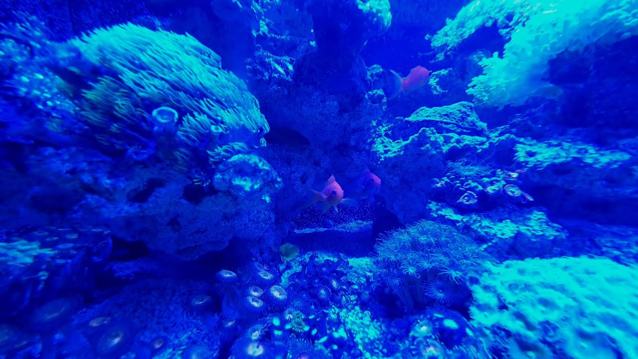 1DJ192 - Underwater World [Full HD] - YouTube