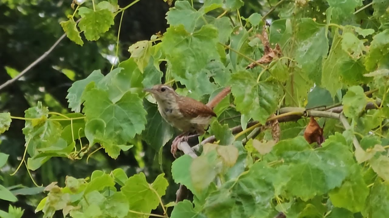 Cicada Summer Wren Watching Video - YouTube
