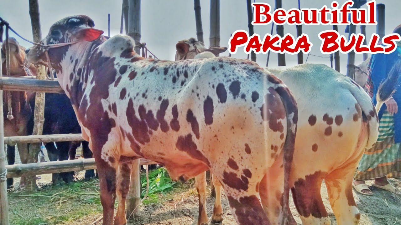 Beautiful Pakra Bulls Hazratpur Paragram Gorur Haat |Cow Lovers Zinzira ...