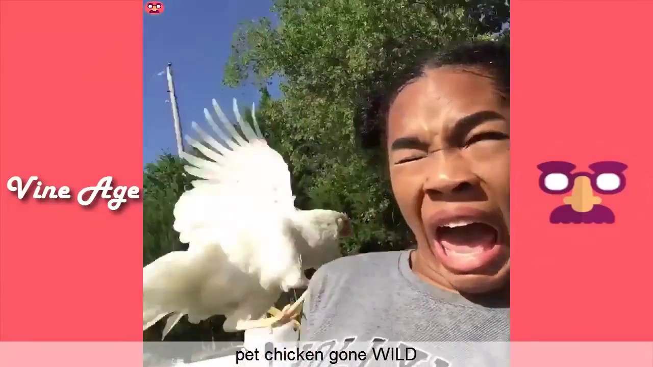 Quensadilla Vines vs PerfectLaughs - Vine Compilation 2017 - YouTube