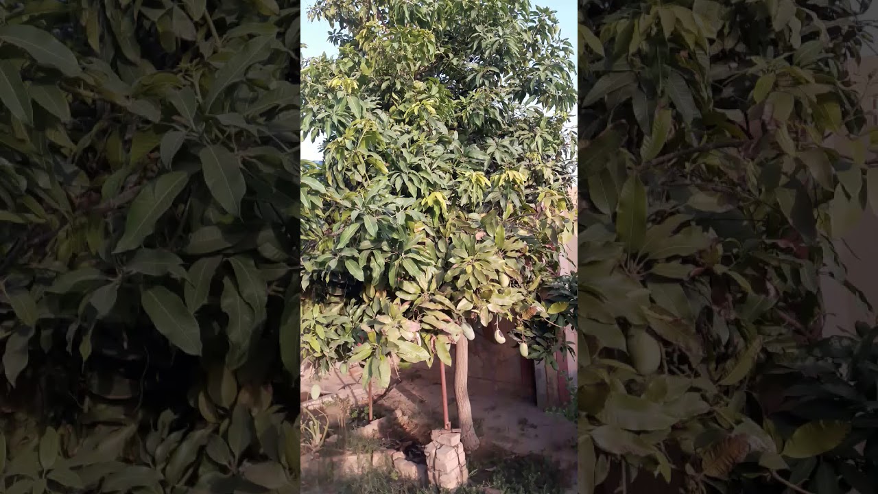 Mango harvesting and de sapping(2) - YouTube