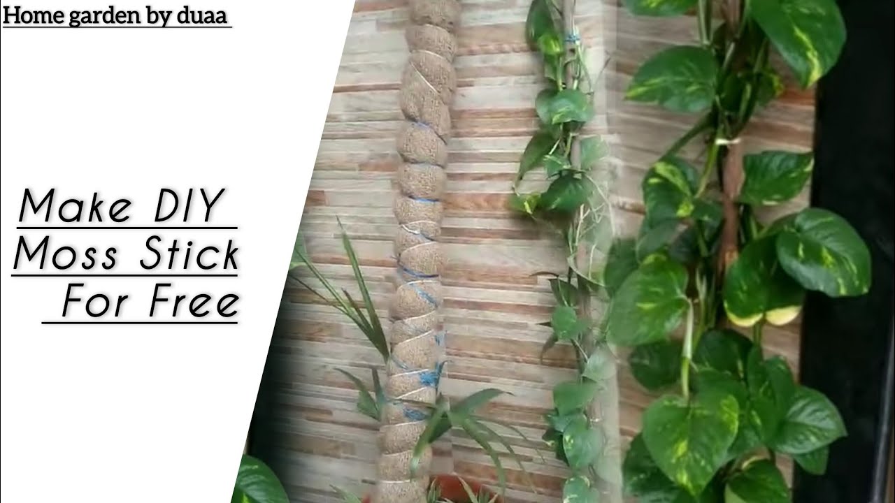DIY-Moss Stick | Make Moss Stick Easily For Free | घर पर आसानी से मॉस ...