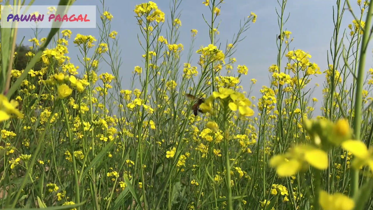 Honey Bee in Mustard field | 4 अप्रैल 2019 - YouTube