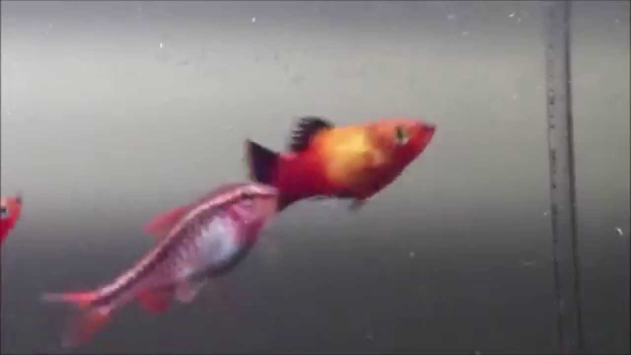 PLATY, CHERRY BARB, FLYING FOX, TIGER BARB & GOOD MUSIC - YouTube