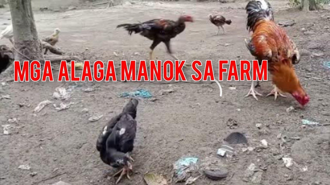 COUNTRY SIDE LIFE: MGA ALAGA KUNG MANOK SA FARM -MOMMY GRACE VLOG - YouTube