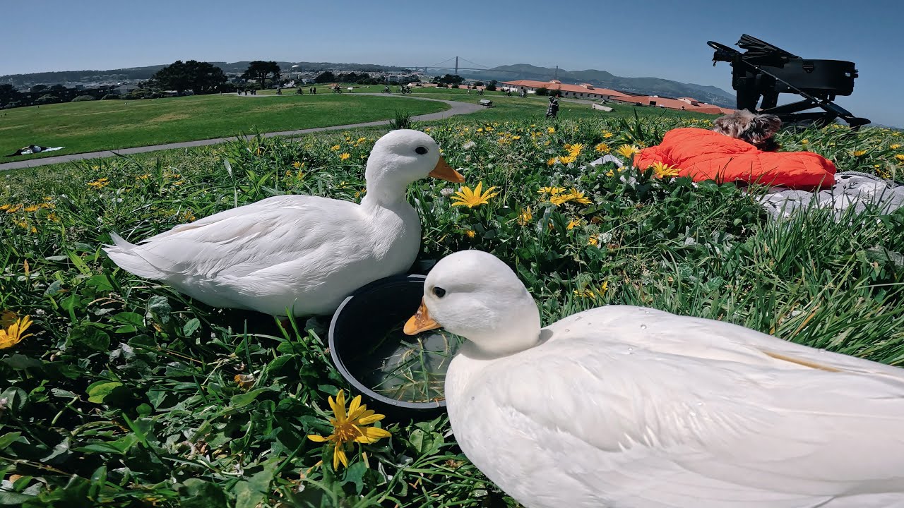 🔴 Mochi & Yoshi in the Park / Pet Ducks - YouTube