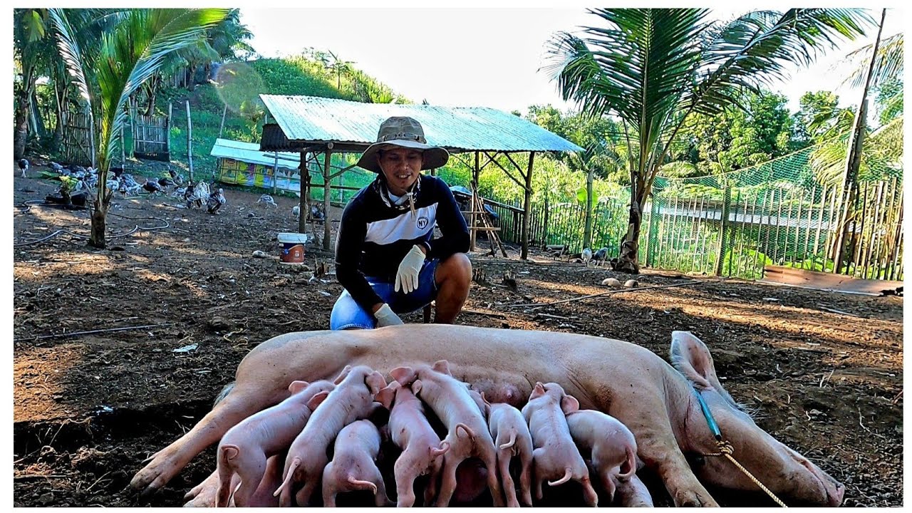 NANGANAK NA ANG INAHING BABOY + UPDATE SA MGA ALAGA | BUHAY PROBINSYA ...