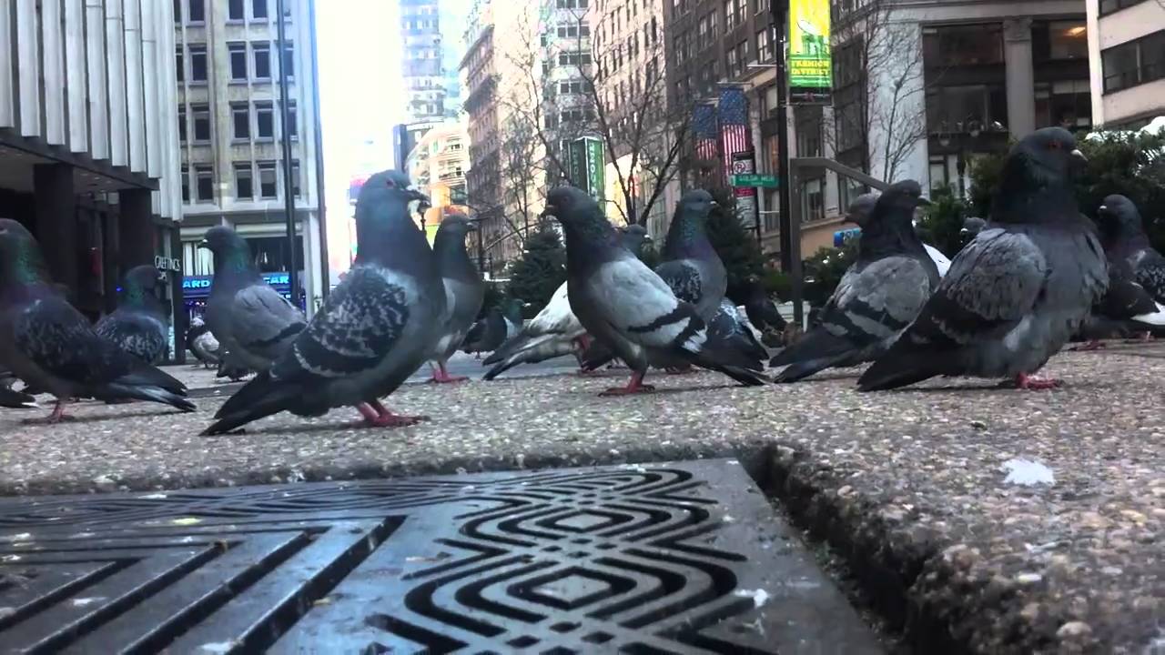 Pigeons in Times Square NY - YouTube