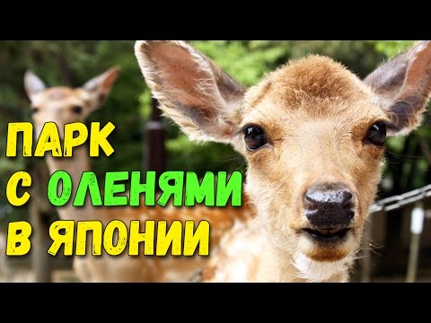 Парк с ручными оленями в Нара. Город оленей в Японии