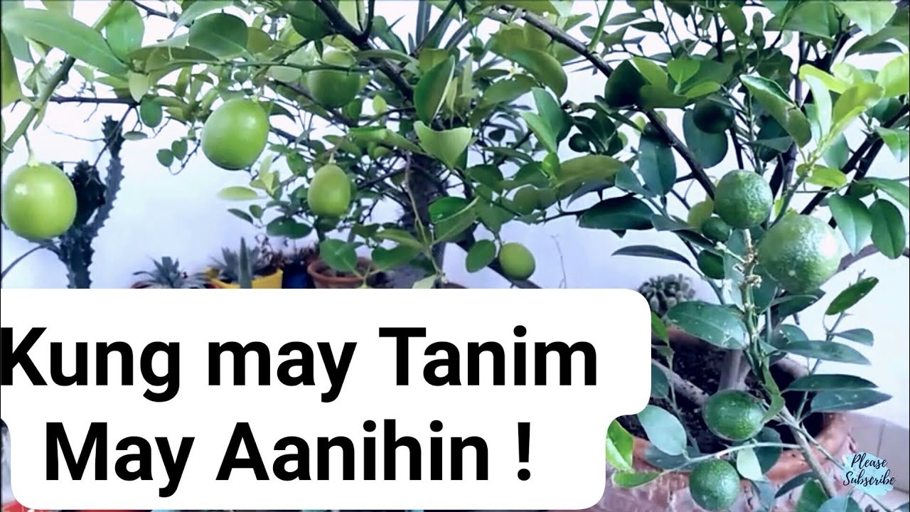 PAANO MAG RE PLANTING NG LEMON TREE IN A BIG POT |PAANO MAGTANIM NG ...