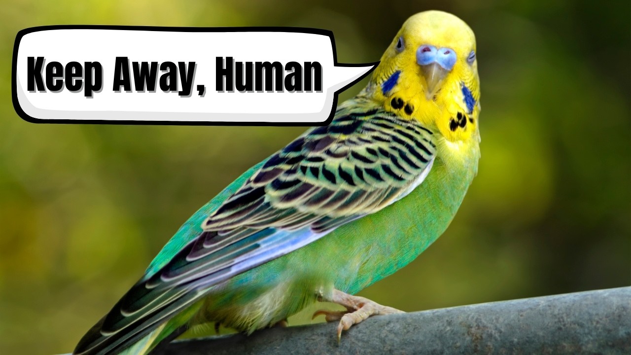 17 Signs Your Bird Hates You 🙁 - YouTube