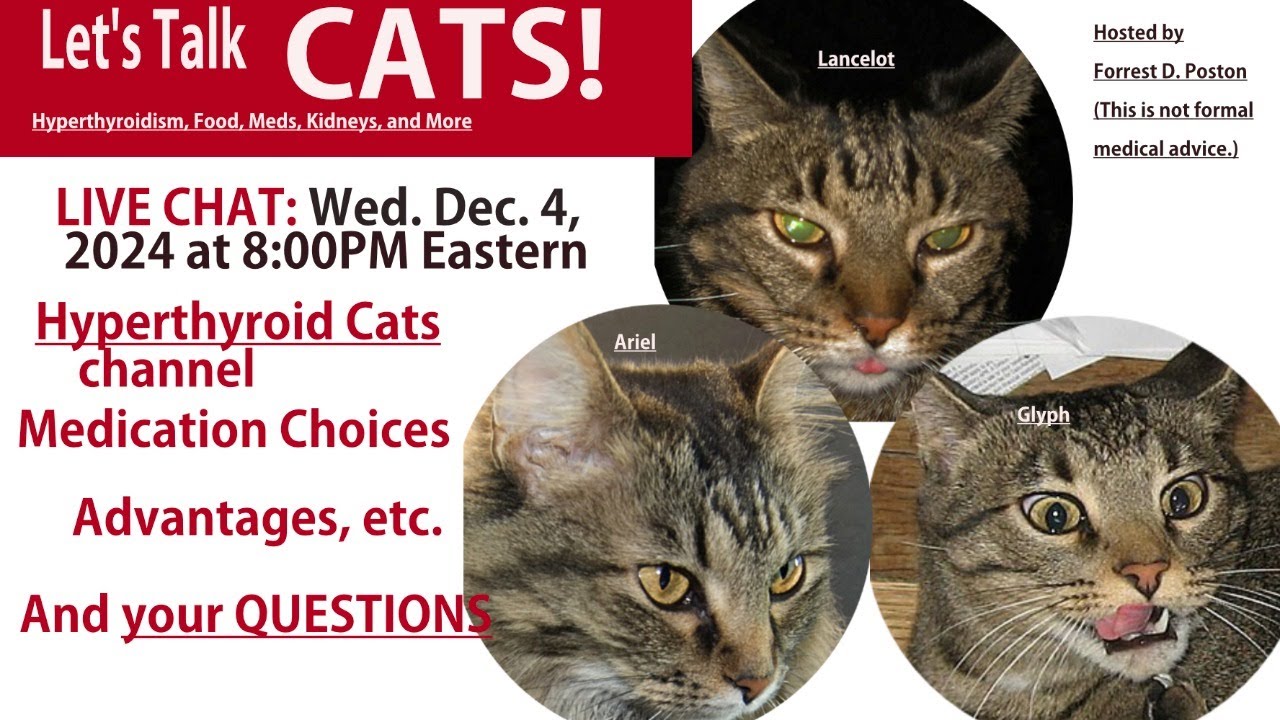 Let's Talk Cats: Hyperthyroid Medication Options Plus Your Questions ...
