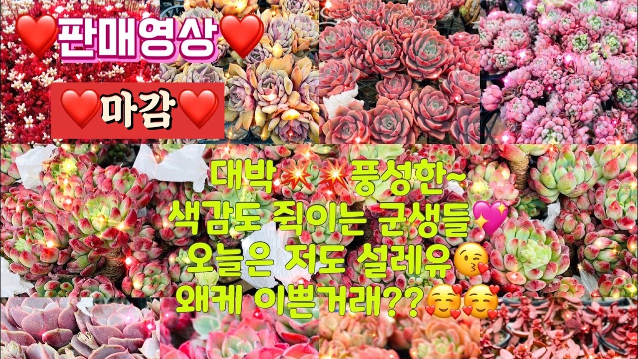 ️마감 3월 25일🌸이렇게 이쁘니 다육이를 못 끈는거겄쥬 💥중독쟁이 다육이💥 다육식물다육다육이키우기수입다육스위트다육