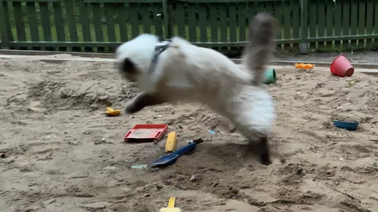 Ragdoll cat playing in sandbox - Bonnie loves chasing sand - YouTube