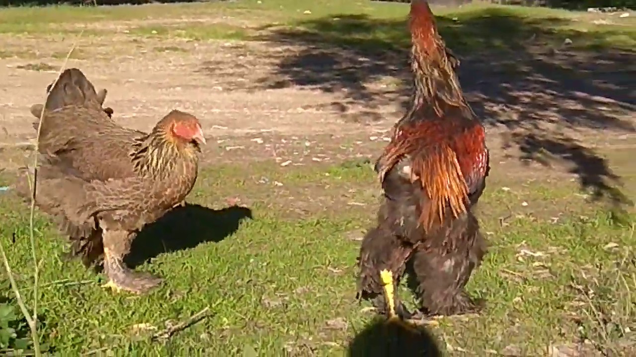 Brahma Gold Patridge 5 months old Toy Tzouramani - YouTube