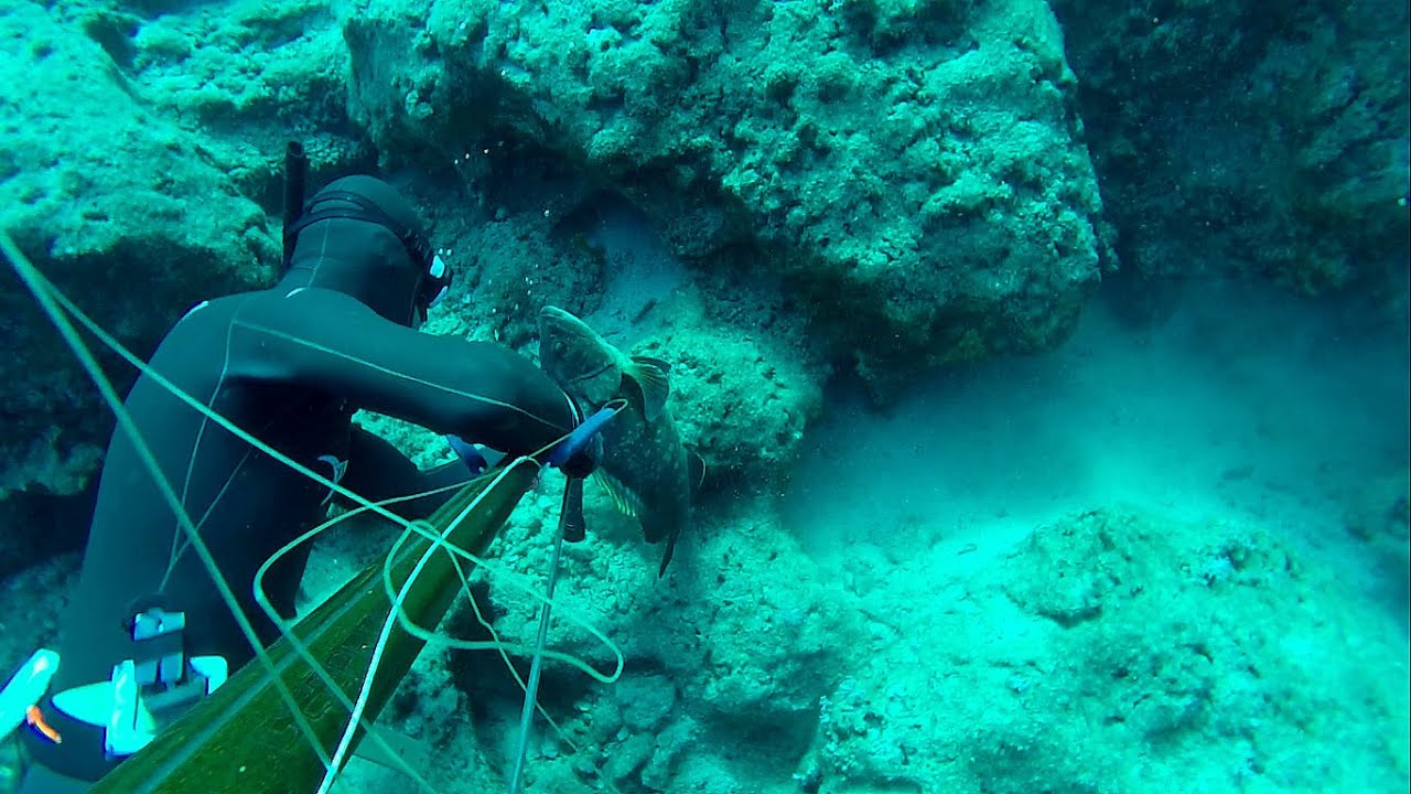 Sualtı avcılığı, zıpkın,pipe fish,BEYAZ LAHOS,white grouper, zıpkınla ...