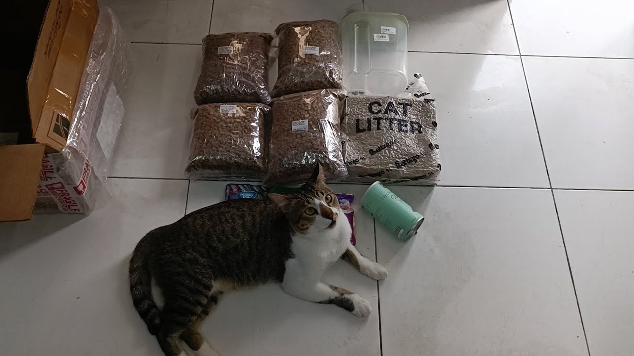 SHOPEE HAUL | Cat Foods for Gary (October 2022) - YouTube