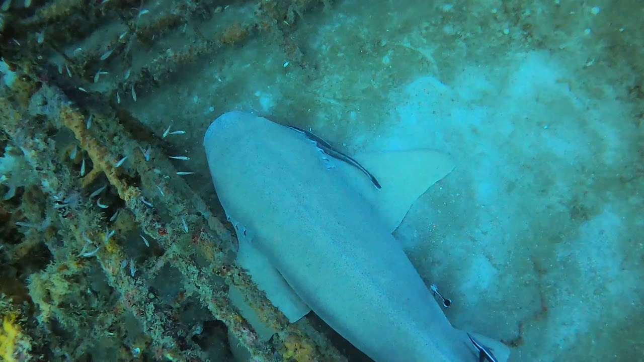 Gulf of Mexico - Chicken Coop Extended - Hank's Scuba - YouTube