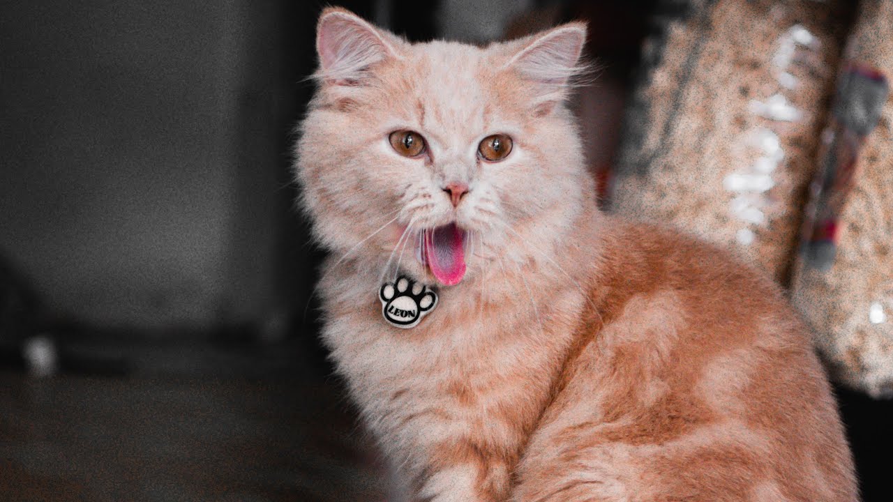 🔴🐾 🐱 Day 49 - Cats Kittens Nonstop Cutest Moments CCTV IP Camera - YouTube