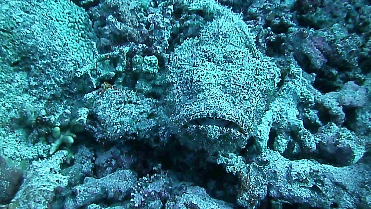 PEZ PIEDRA Synanceia horrida CAMINANDO MAR ROJO RAS MUHAMMAD SINAI ...